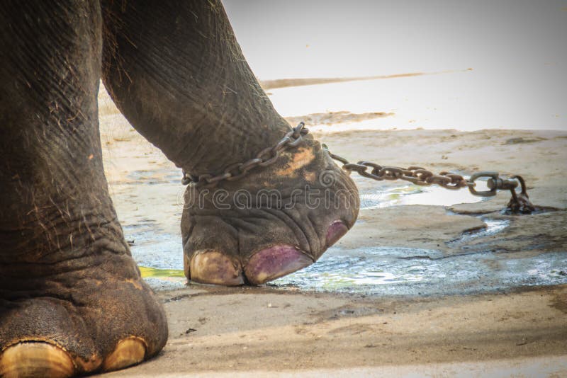 Old and Skinny Elephant is Chained and Look Very Pitiful. Stock Photo ...