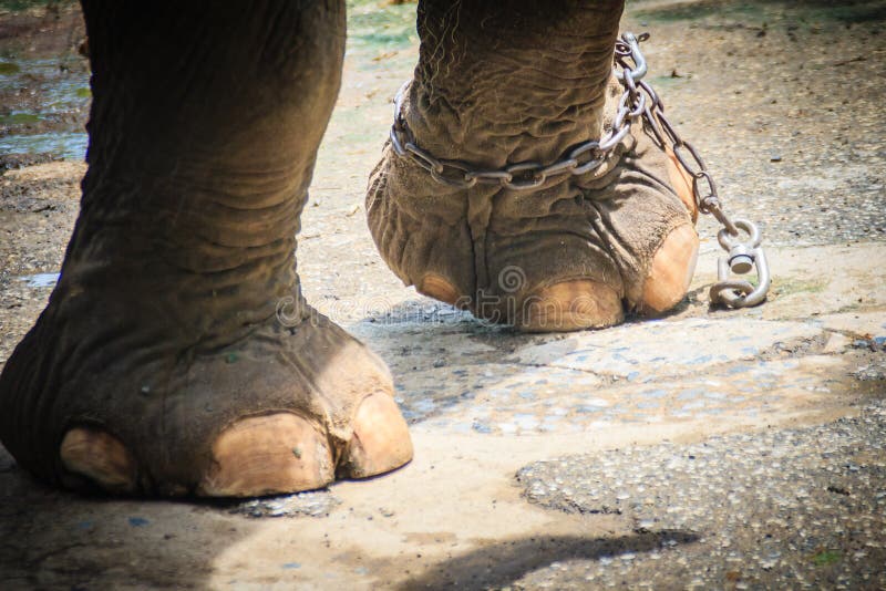 Leg Chained Elephant and Look Very Pitiful. Stock Photo - Image of ...