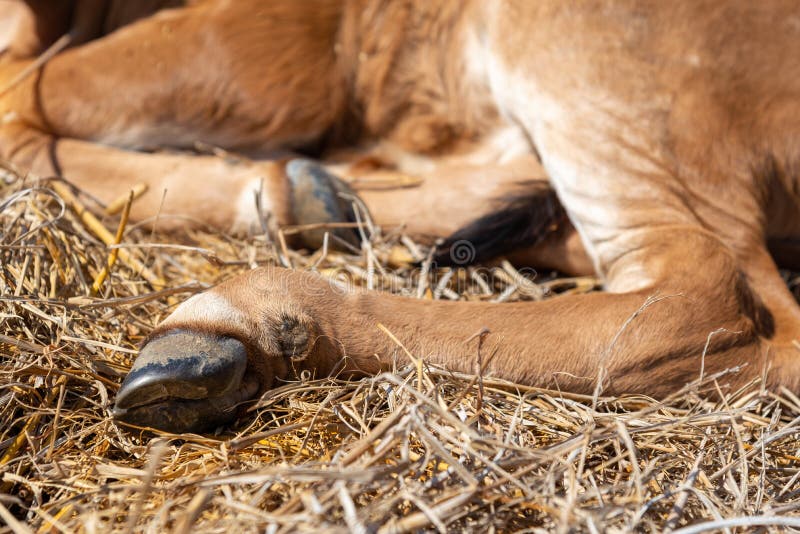 Cow S Legs on the Farm, the Legs of a Cow Standing, Stock Photo - Image ...