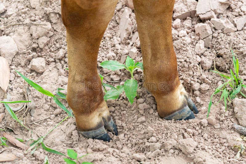 The leg of a cows standing stock image. Image of domestic - 228843439