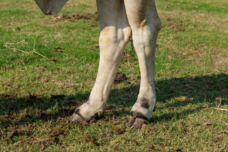 The Leg of a Cows Standing on the Ground, Stock Photo - Image of detail ...