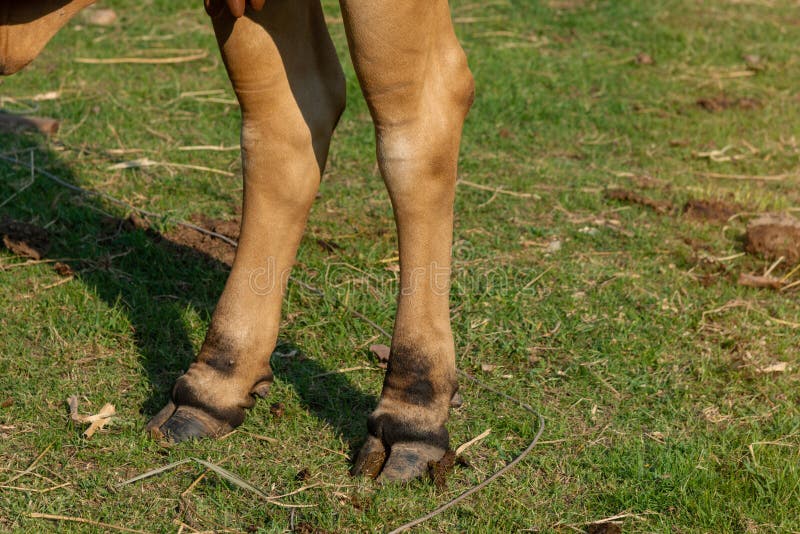 The Leg of a Cows Standing on the Ground, Stock Photo - Image of ...