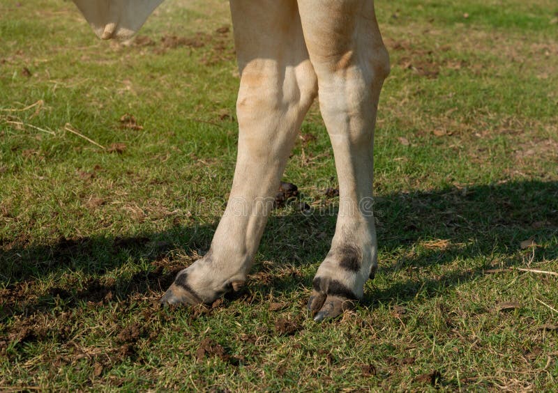 The Leg of a Cows Standing on the Ground, Stock Photo - Image of close ...