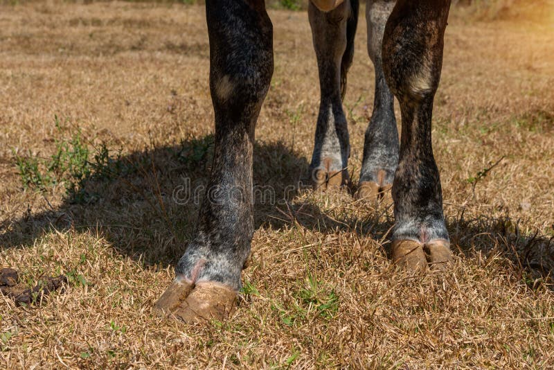 The leg of a cows standing stock photo. Image of gelding - 223330772