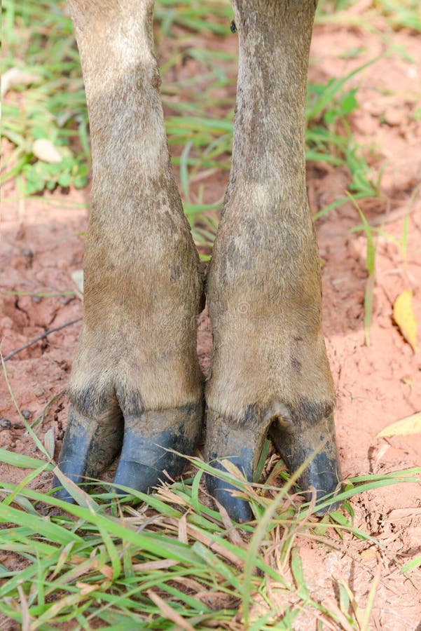The Leg of a Cows Standing on the Ground Stock Photo - Image of ...