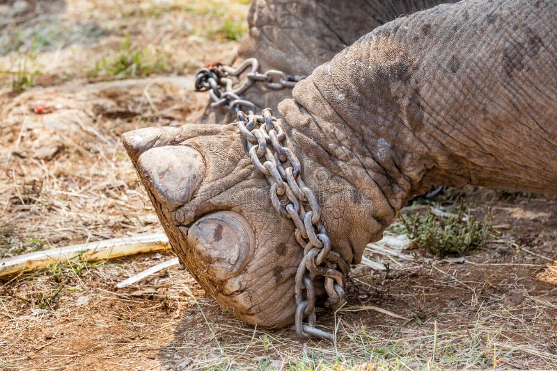 Leg of an elephant stock photo. Image of wilderness, animal - 56601774