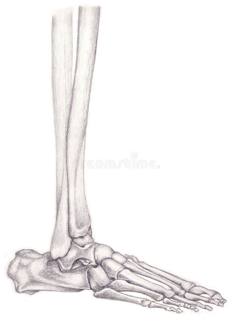 Bones Leg Foot Stock Illustrations 2938 Bones Leg Foot Stock Illustrations Vectors And Clipart
