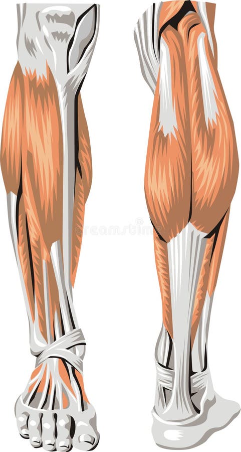 Exercising. Walk on the Elliptical Trainer Stock Illustration ...