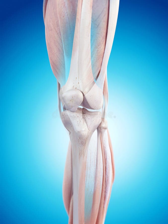 The leg muscles stock illustration. Illustration of science - 57505012