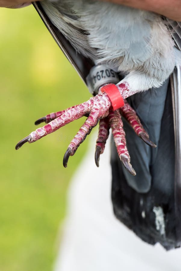 Carrying Pigeons Stock Photos - Free & Royalty-Free Stock Photos from ...