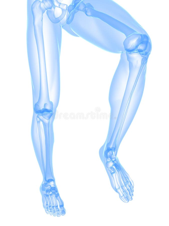 Leg x-ray illustration stock illustration. Illustration of chondral ...
