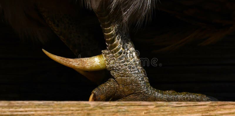Leg of Rooster with Spurs Closeup Stock Image - Image of feather, foot ...