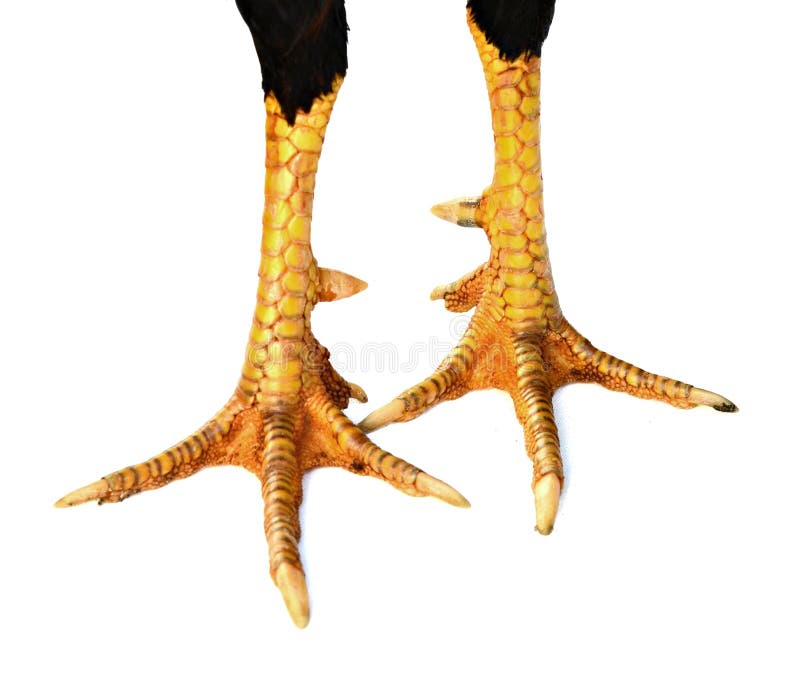 Leg of Rooster with Spurs Closeup Stock Image - Image of gallus, claw ...