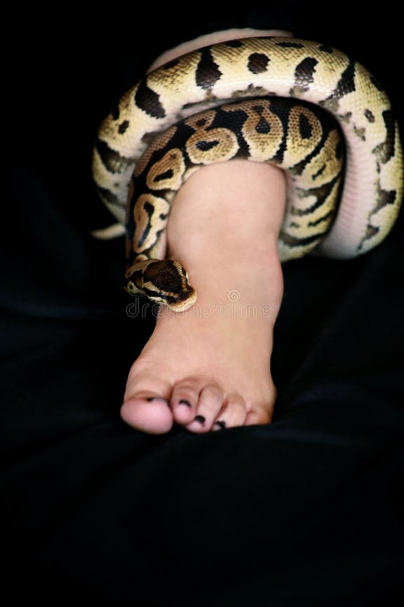 Leg with Royal Python Snake. Ball Python Slithering and Crawling Around ...
