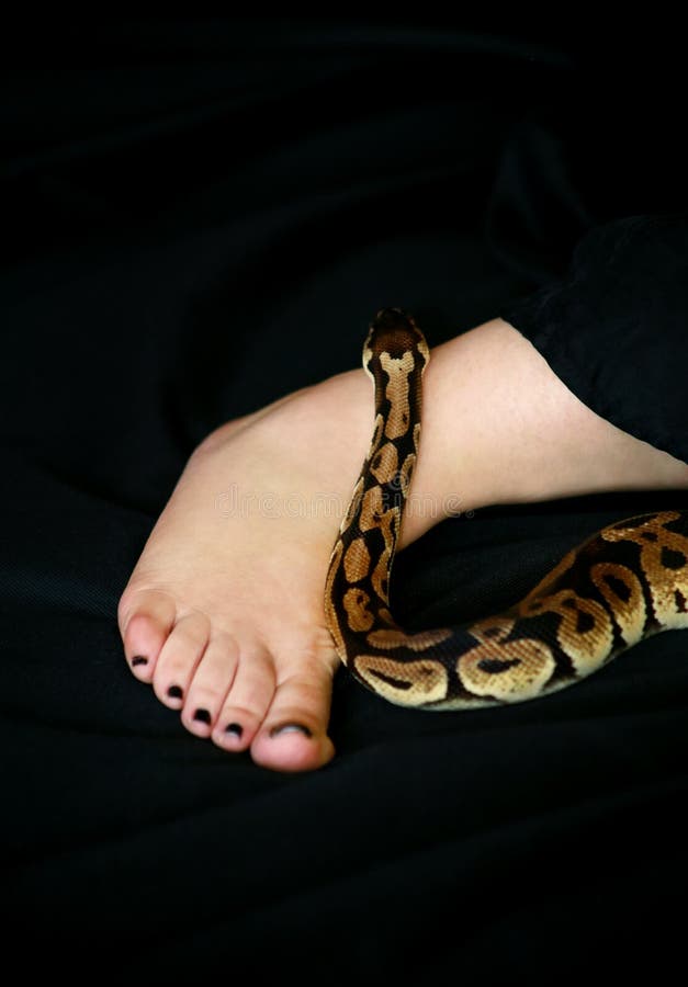 Leg with Royal Python Snake. Ball Python Slithering on Female Foot and ...