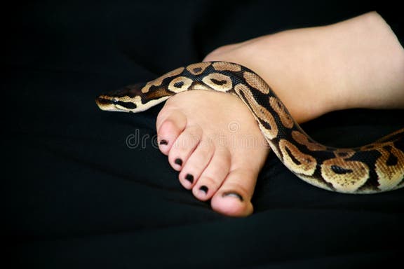 Leg with Royal Python Snake. Ball Python Slithering on Female Foot and ...