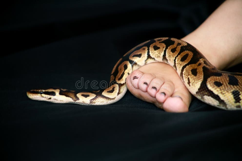 Leg with Royal Python Snake. Ball Python Slithering on Female Foot and ...