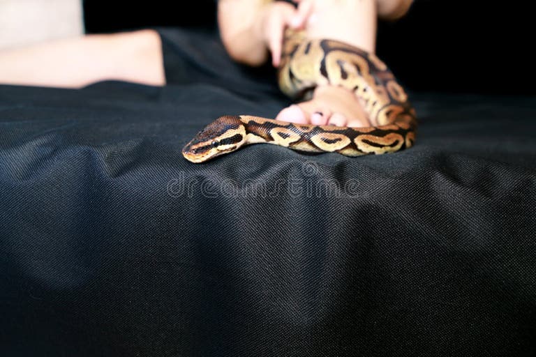 Leg Snakes Stock Photos - Free & Royalty-Free Stock Photos from Dreamstime