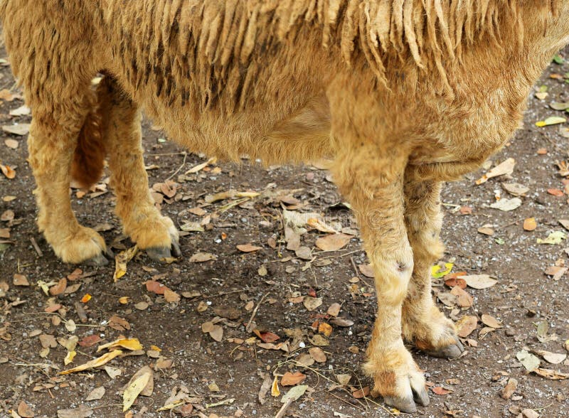 Leg Sheep in nature stock image. Image of scene, pasture - 80731407