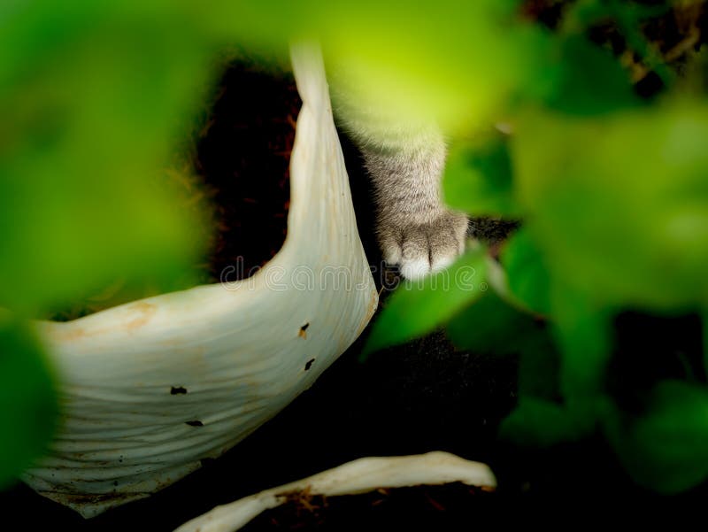 The Leg of Tabby Cat stock photo. Image of curious, creature - 145004358