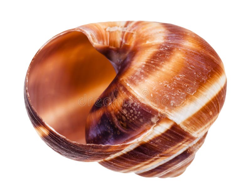Lege Schelp Van Geïsoleerde Schelp Van Weekdieren Van Weekdieren Stock ...