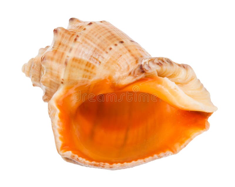 Lege Schelp Van Rapana , Geïsoleerd Op Wit Stock Afbeelding - Image of ...