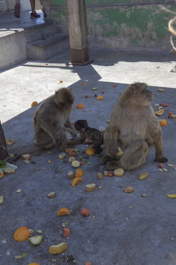 The Legendary Monkeys of Gibraltar Stock Photo - Image of nature ...