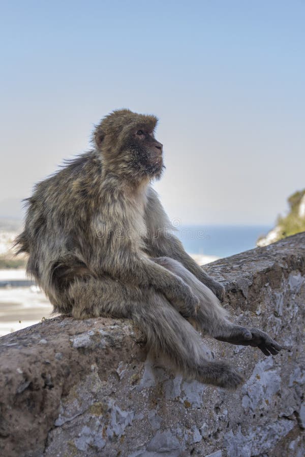 The Legendary Monkeys of Gibraltar Stock Photo - Image of local, park ...