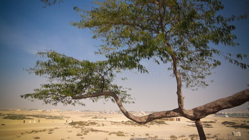 Legendary Tree of Life, Bahrain Desert Stock Image - Image of branch ...