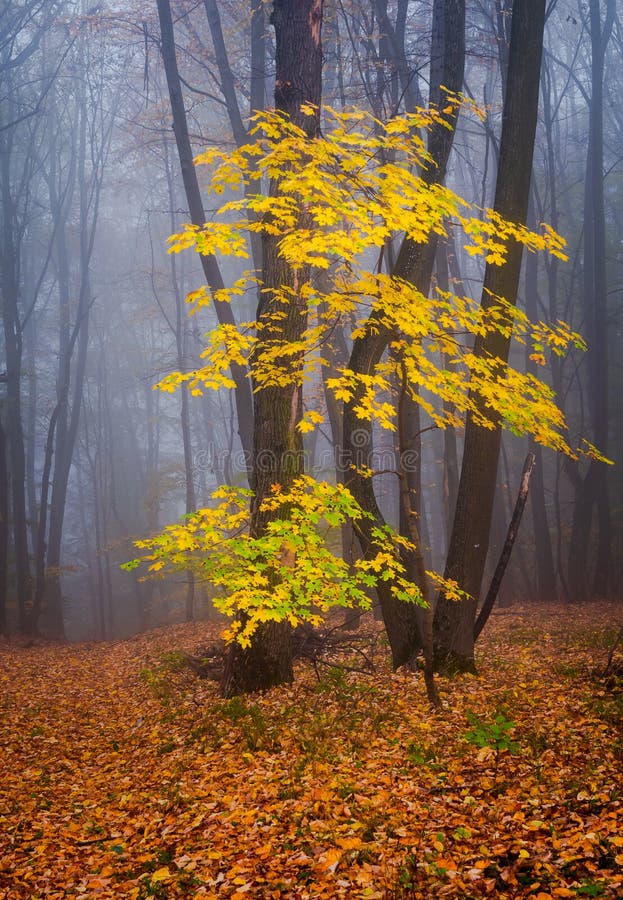 Legends of the fall stock photo. Image of legends, outdoor - 262479400
