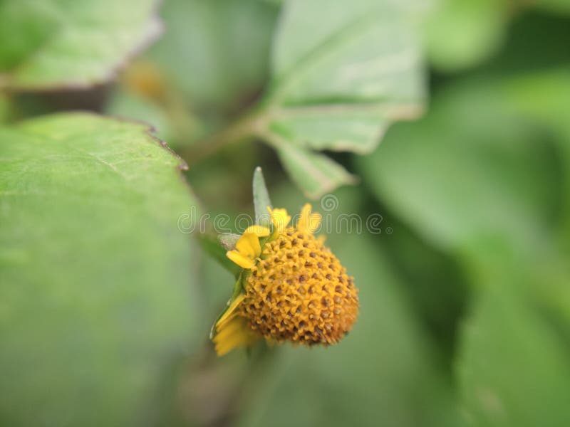 Legetan Plants Stock Photos - Free & Royalty-Free Stock Photos from ...