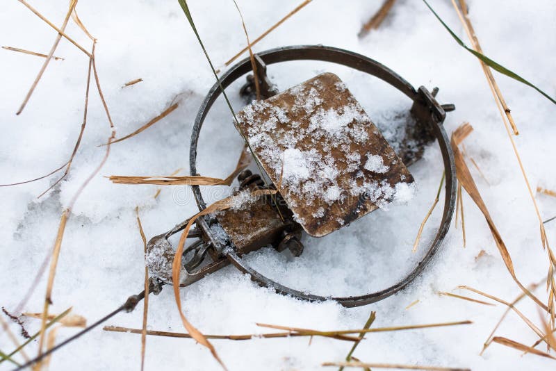 Leghold trap on the snow stock photo. Image of color - 49863196