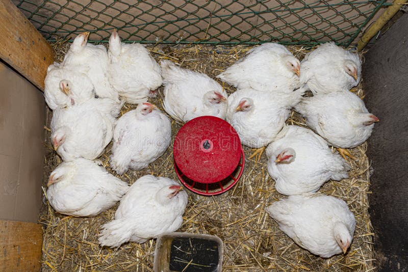 Leghorn Chickens in a Small Playpen with a Red Feeder in the Middle ...