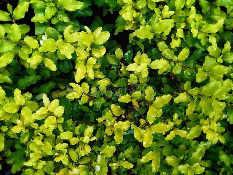Legistrum Tree or Yellow Banyan Tree, the Tree is Small and Short and ...