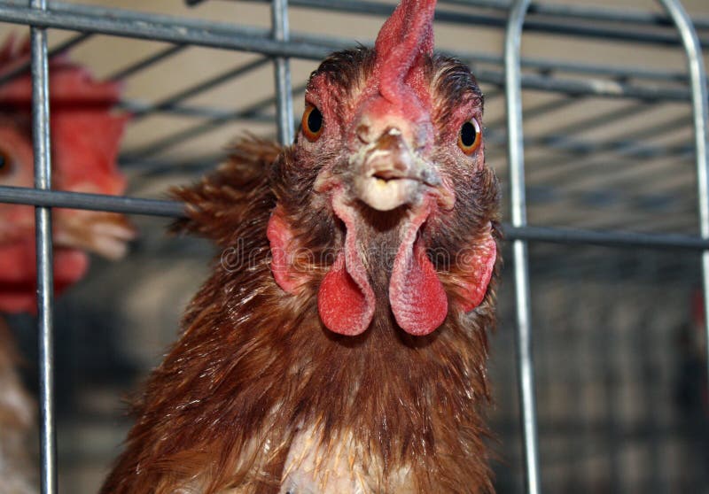 Legkippen. stock foto. Image of kippen, landbouwbedrijf - 14876696