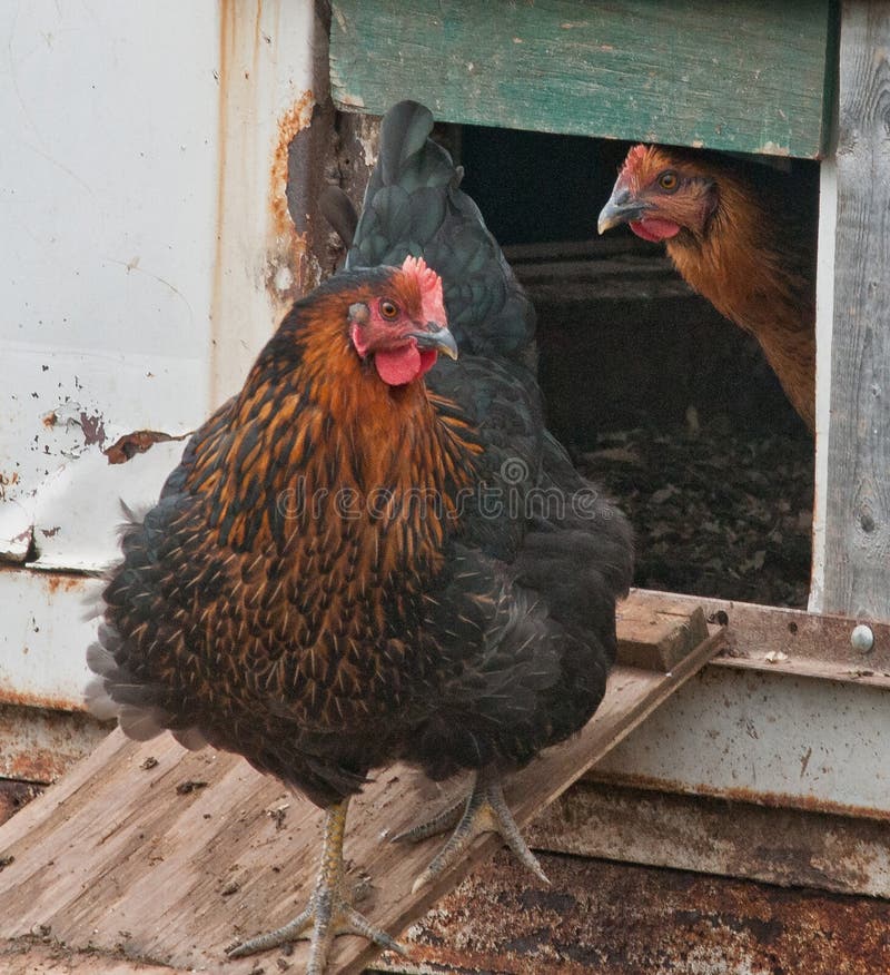 Legkippen stock afbeelding. Image of paard, leggen, kippen - 42320751