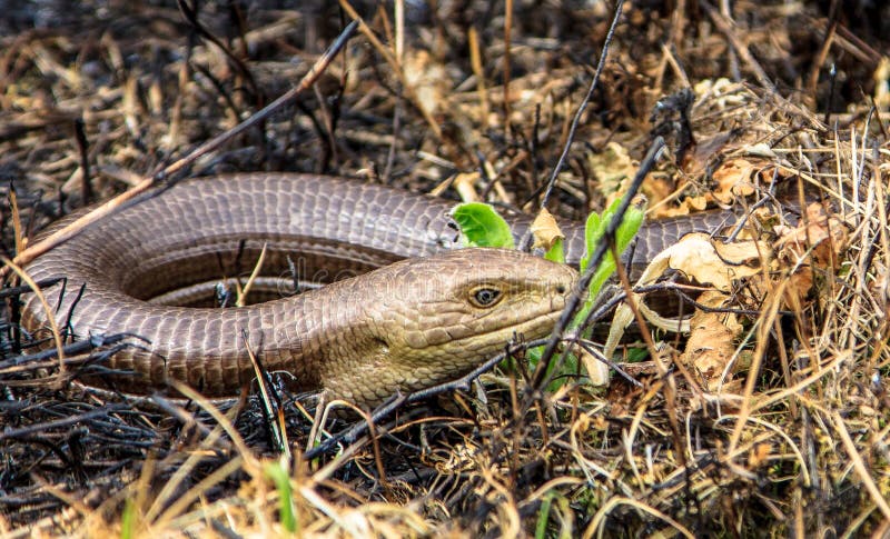 Legless lizard stock photo. Image of branch, grass, plant - 44051926