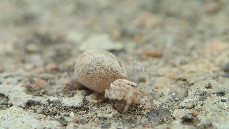 Legless Spider Took by a Black Wasp Stock Footage - Video of hunter ...