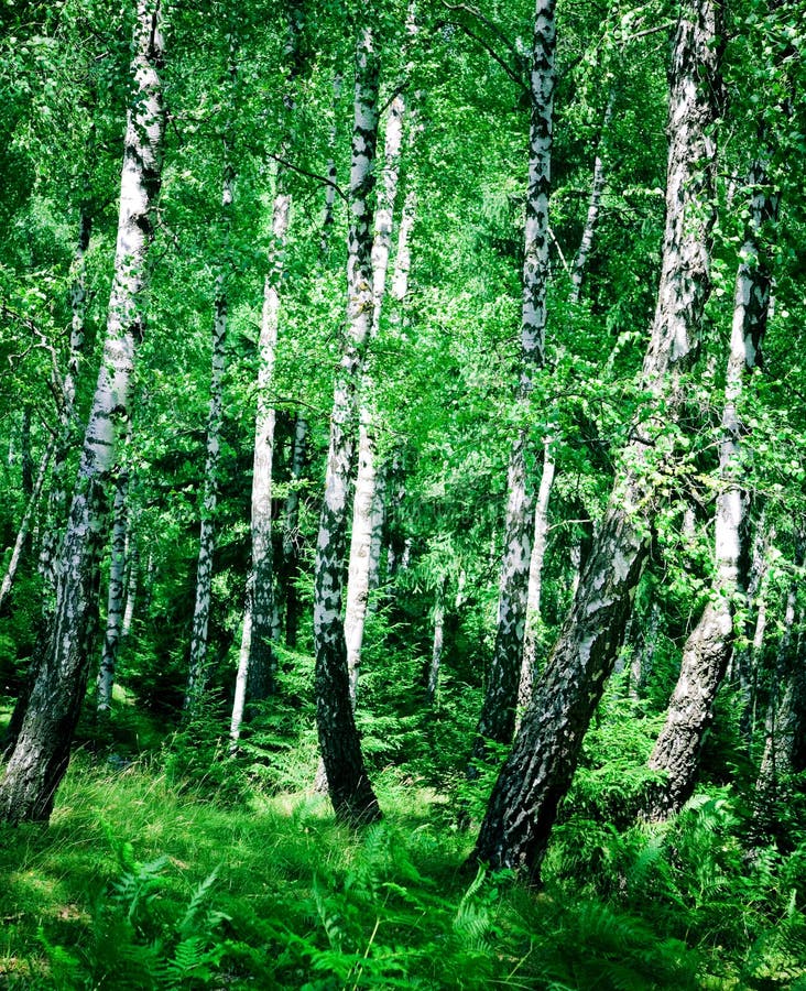 Legno di betulla immagine stock. Immagine di fogliame - 2789909