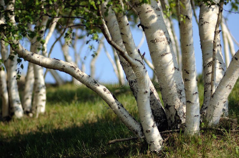 Legno Di Betulla Che Brucia in Camino Immagine Stock - Immagine di ...