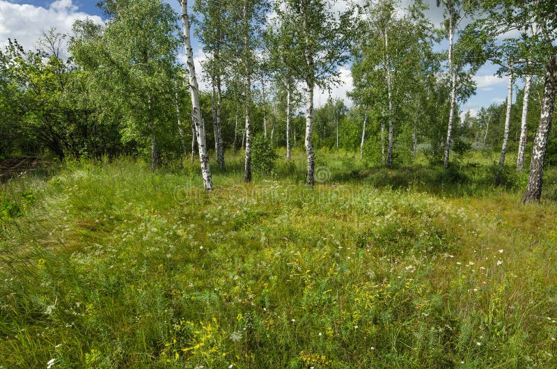Legno di betulla di estate fotografia stock. Immagine di cielo - 91193304