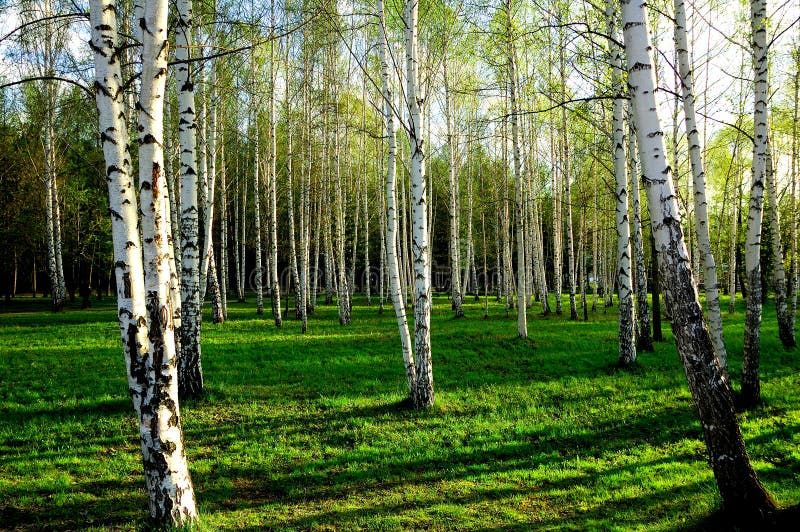 Legno di betulla in Russia fotografia stock. Immagine di riciclaggio ...