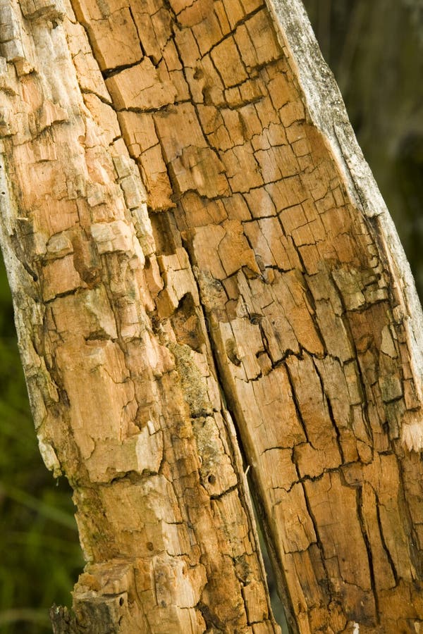 Legno Di Quercia Marcio E Decomposto Fotografia Stock - Immagine di ...