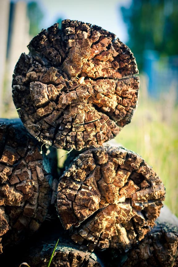 Legno marcio fotografia stock. Immagine di sporco, ambiente - 21107242