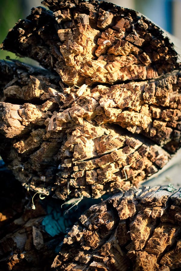 Legno marcio fotografia stock. Immagine di sporco, ambiente - 21107242