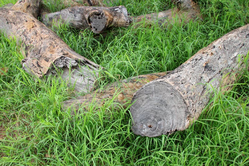 Legno Marcio Del Vecchio Legname Del Ceppo Sulla Terra Dell'erba ...
