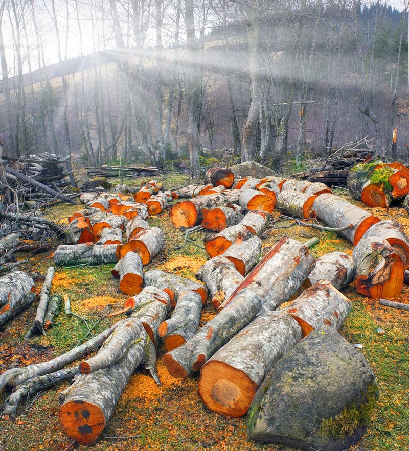 Legno Pittoresco Dell'ontano Immagine Stock - Immagine di terra ...