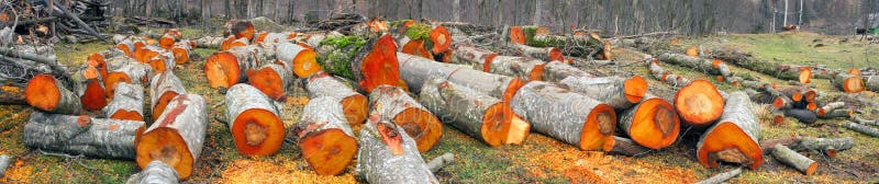 Legno Pittoresco Dell'ontano Immagine Stock - Immagine di terra ...