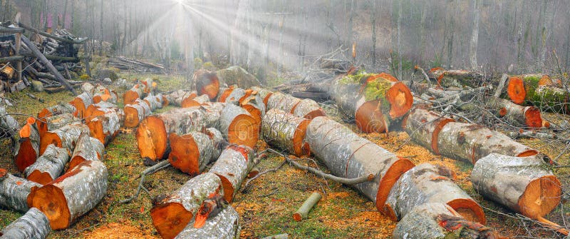 Legno Pittoresco Dell'ontano Immagine Stock - Immagine di terra ...
