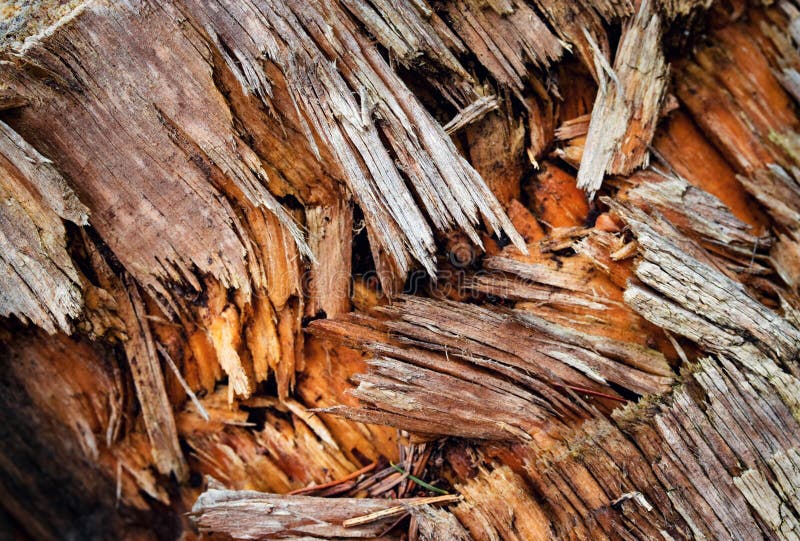 Cinque Piccoli Pezzi Di Legno D'acero Giallo, Marcio E Rotto. Isolato ...